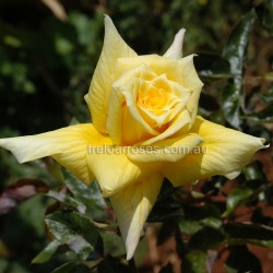 Hybrid Tea Bush Roses
