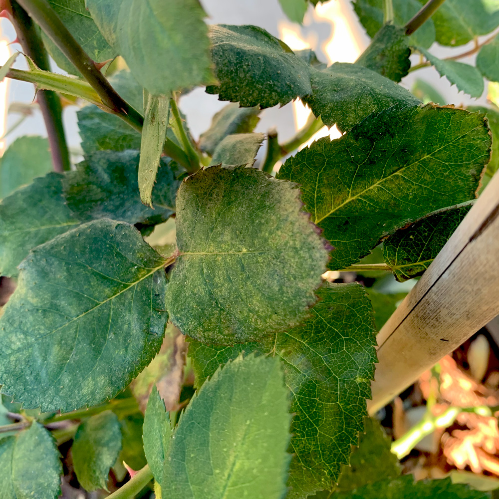 Rose Health Problems