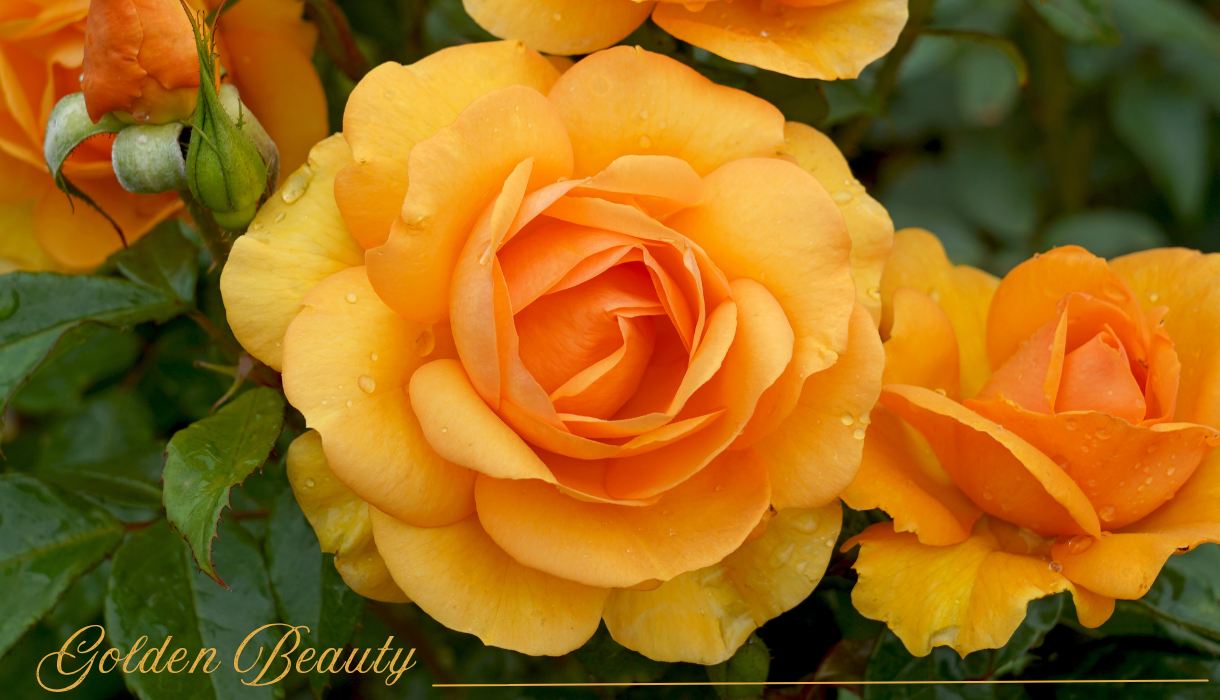 Treloar Roses - Australia's Largest Rose Production Nursery