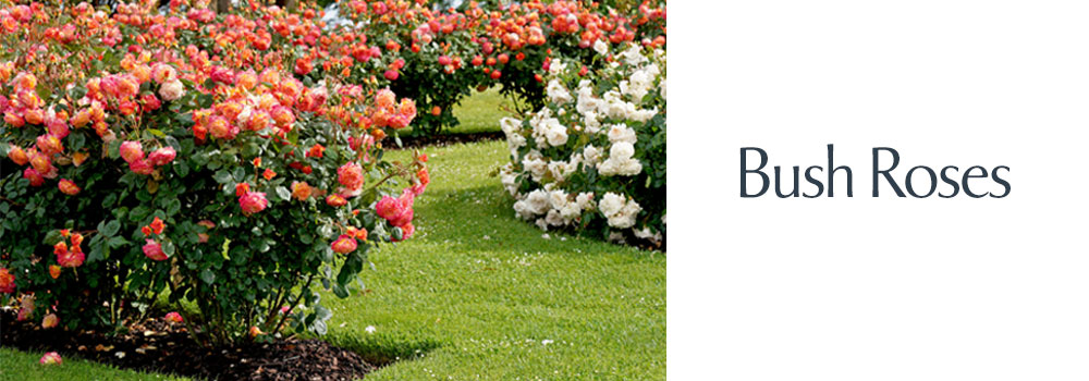 View Our Roses