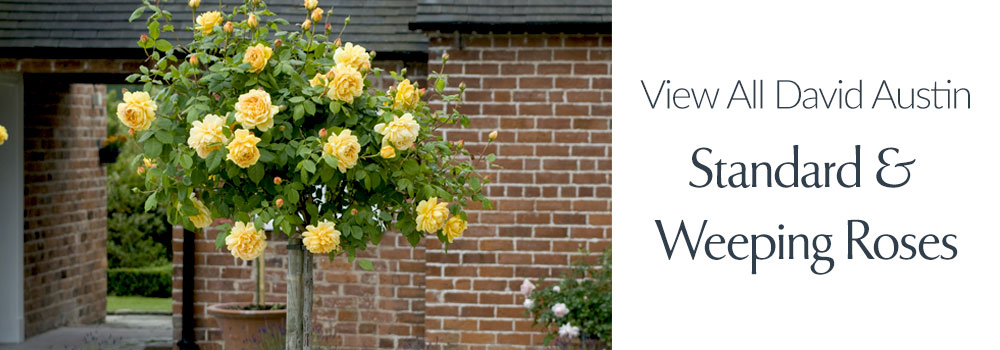David Austin Roses