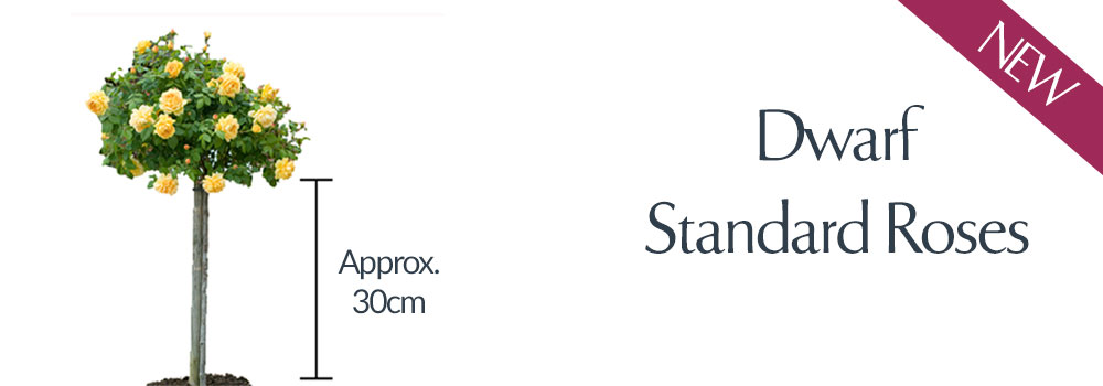 Standard Roses