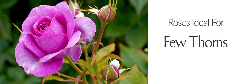 Roses Ideal For...