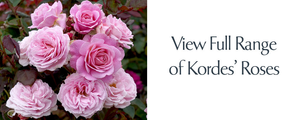 Kordes' Roses