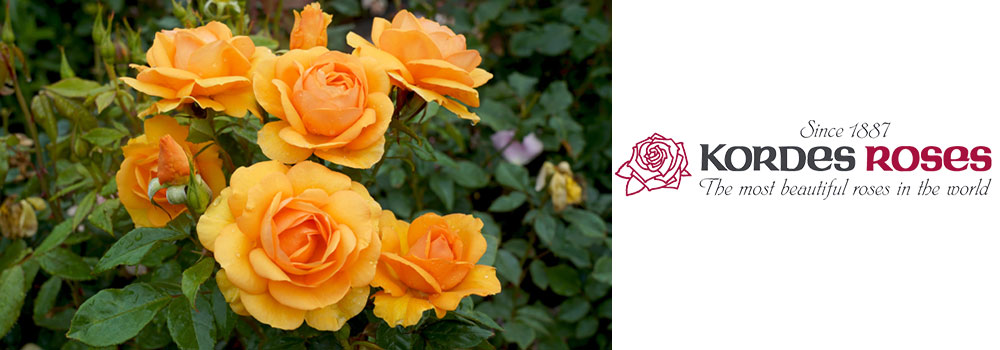 View Our Roses