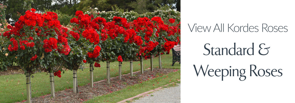 Kordes® Full Range of Roses