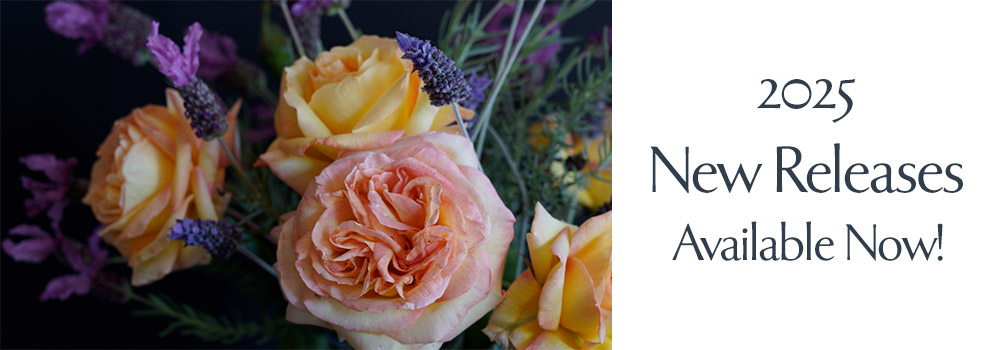 Latest Release Roses