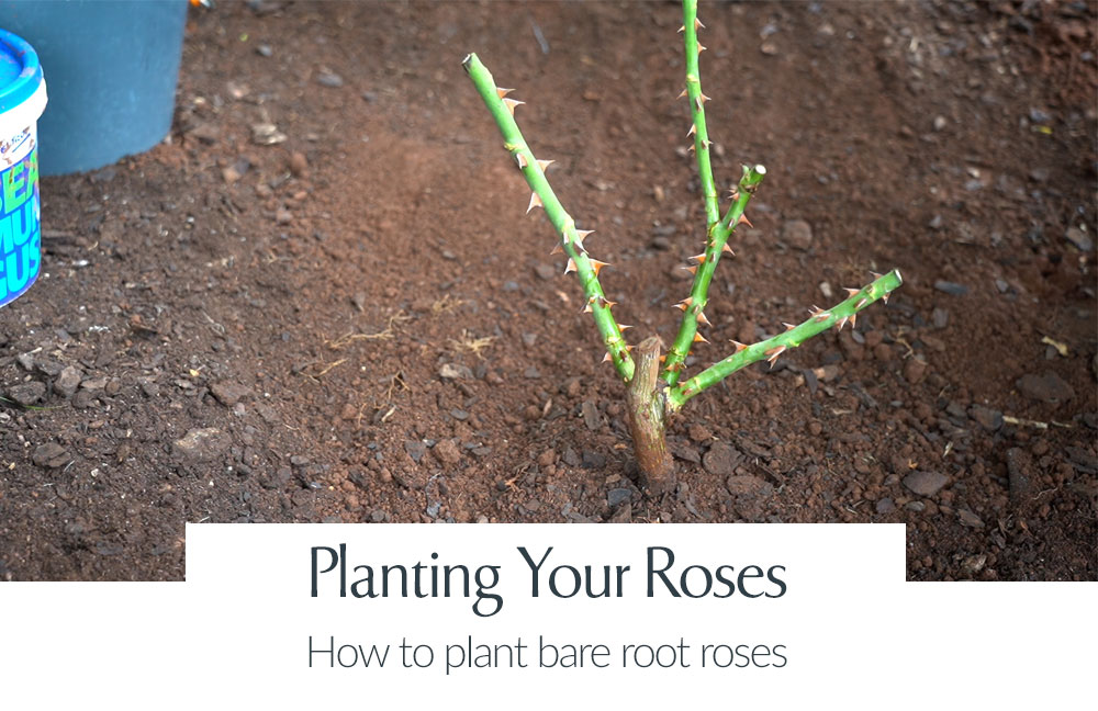 Treloar Roses - Australia's Largest Rose Production Nursery