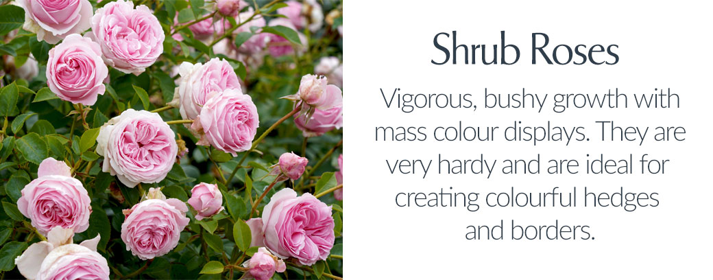 Bush Roses