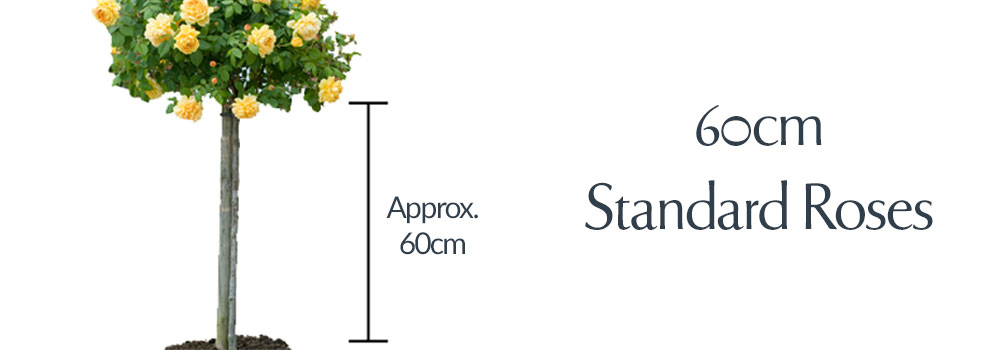 Standard Roses