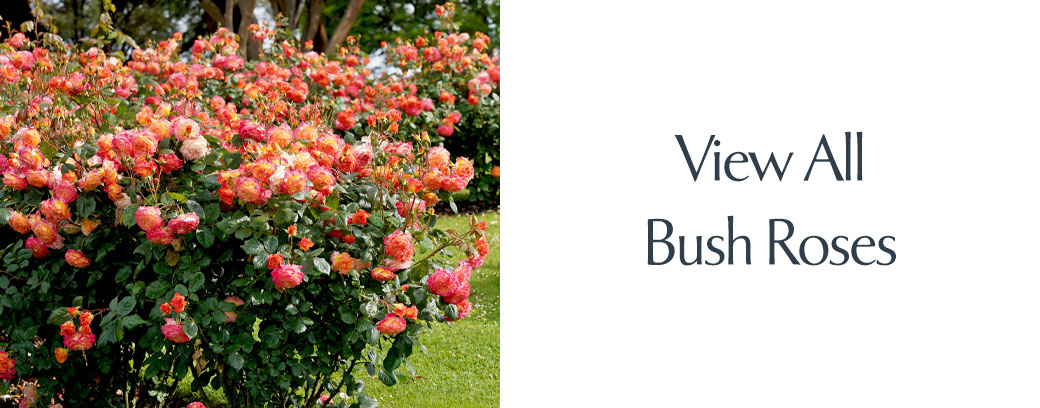 Bush Roses