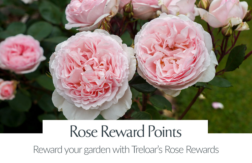 Treloar Roses - Australia's Largest Rose Production Nursery