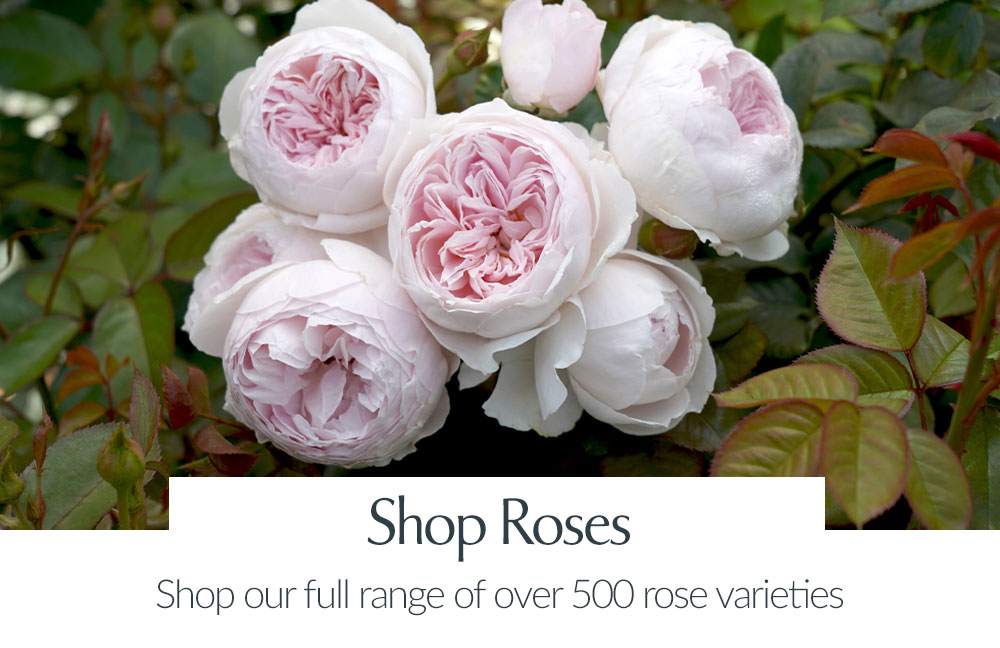 Treloar Roses - Australia's Largest Rose Production Nursery