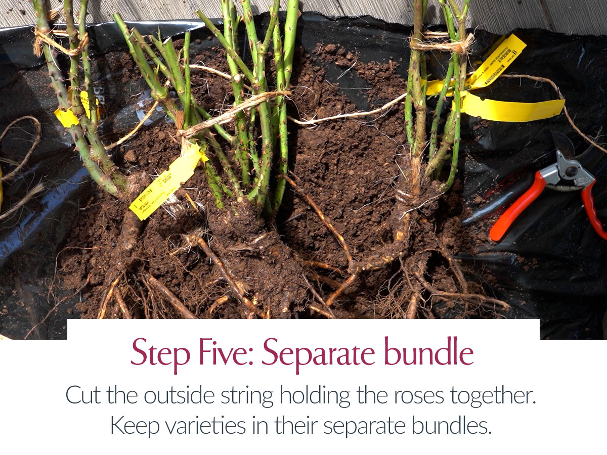 Bare Root Roses Buy Online , How to plant bare-root roses: an expert ...