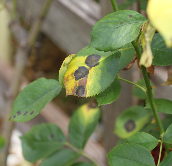 Rose Health Problems