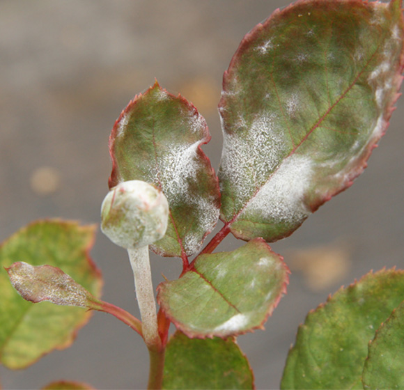 Rose Health Problems