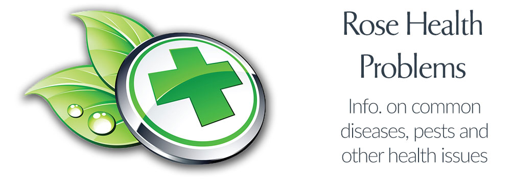 Rose Care Information