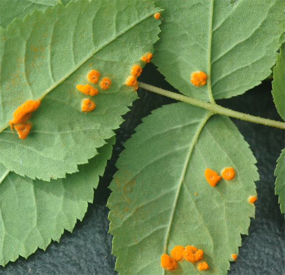 Rose Health Problems