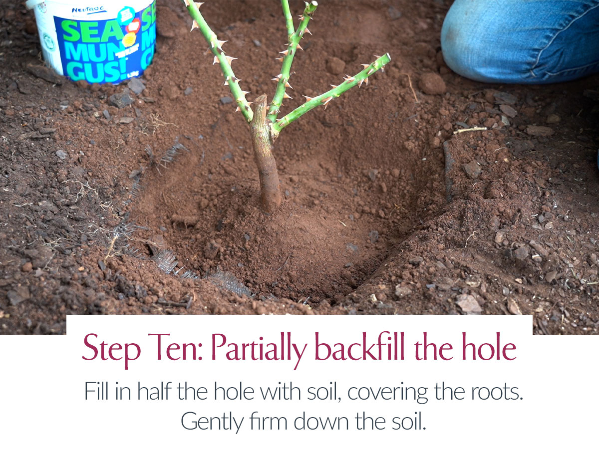 Planting A Bare Root Bush Rose