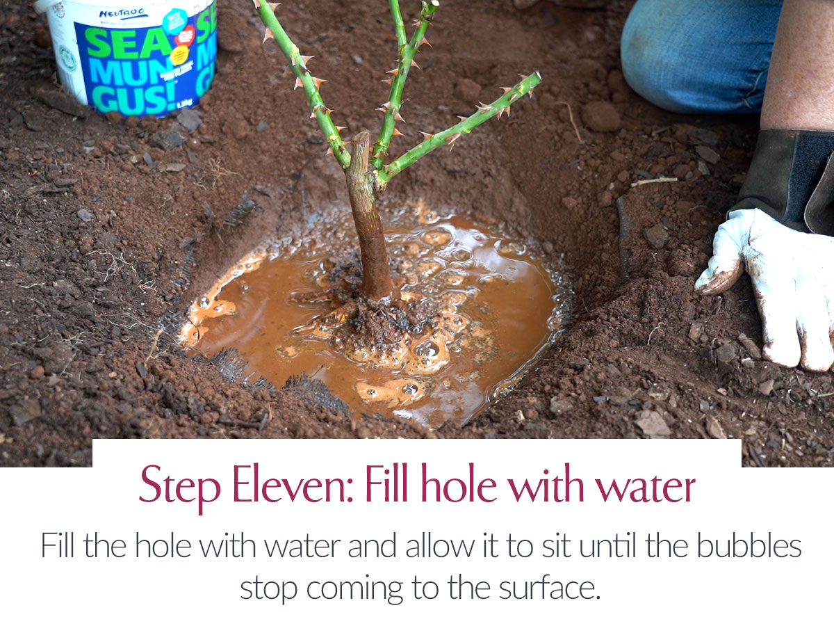 Planting A Bare Root Bush Rose