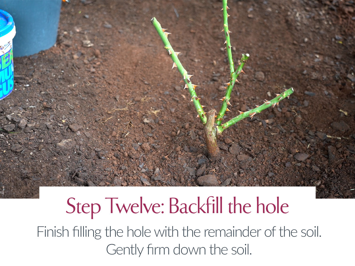 Planting A Bare Root Bush Rose