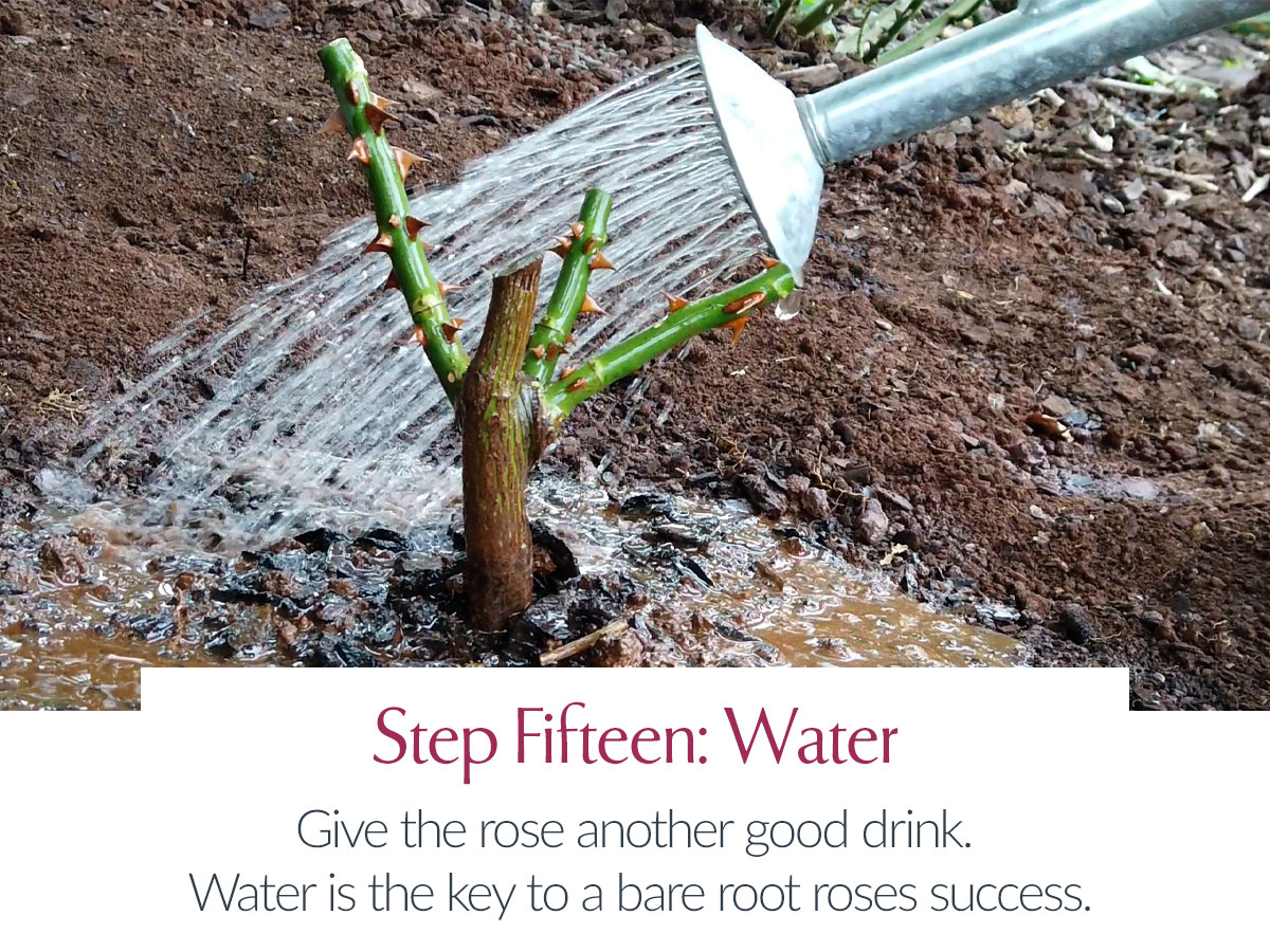 Planting A Bare Root Bush Rose