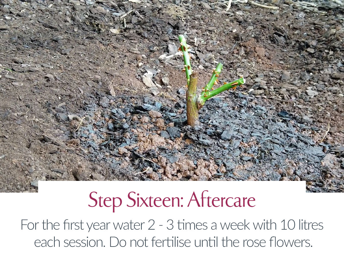Planting A Bare Root Bush Rose