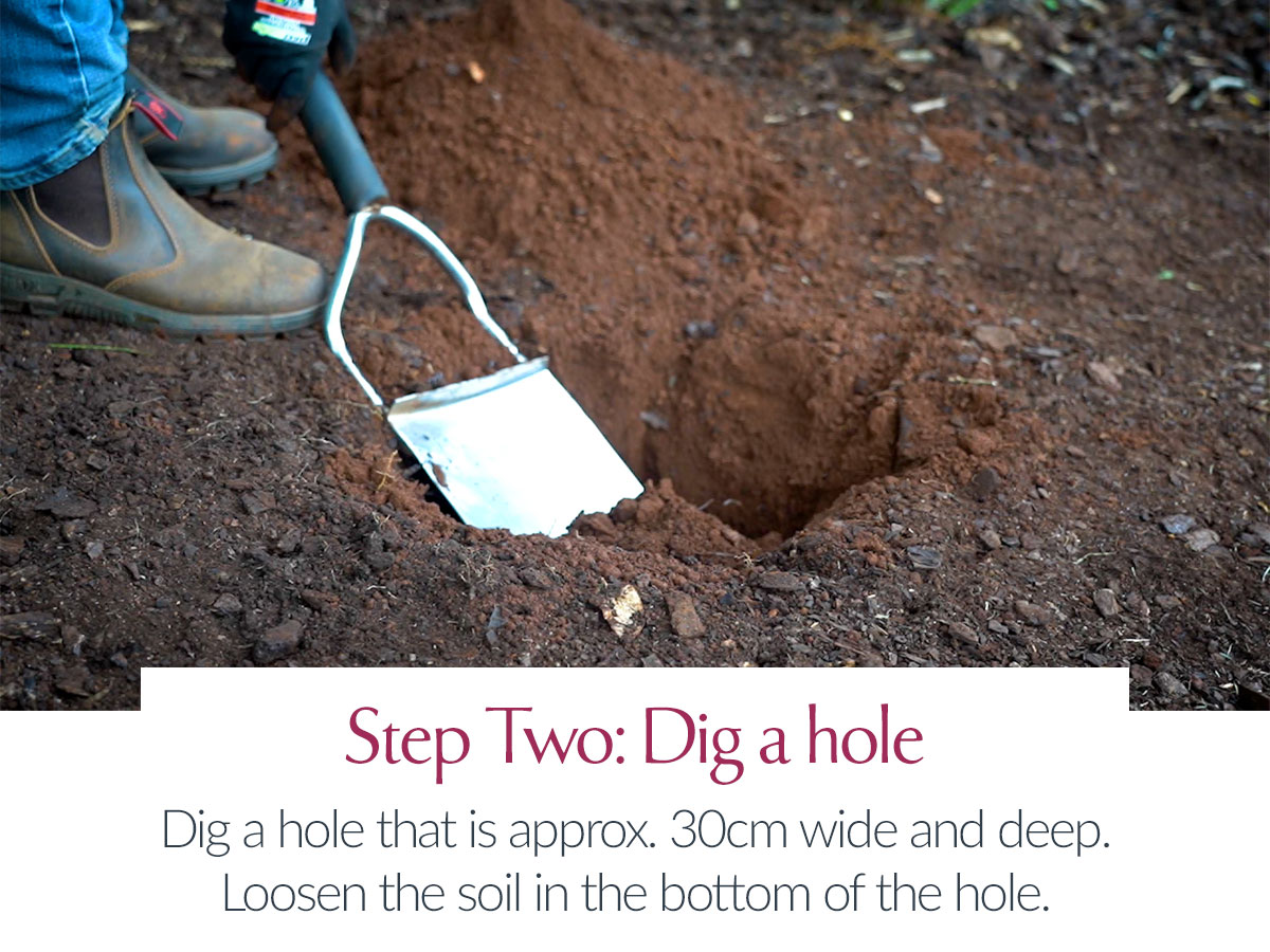 Planting A Bare Root Bush Rose