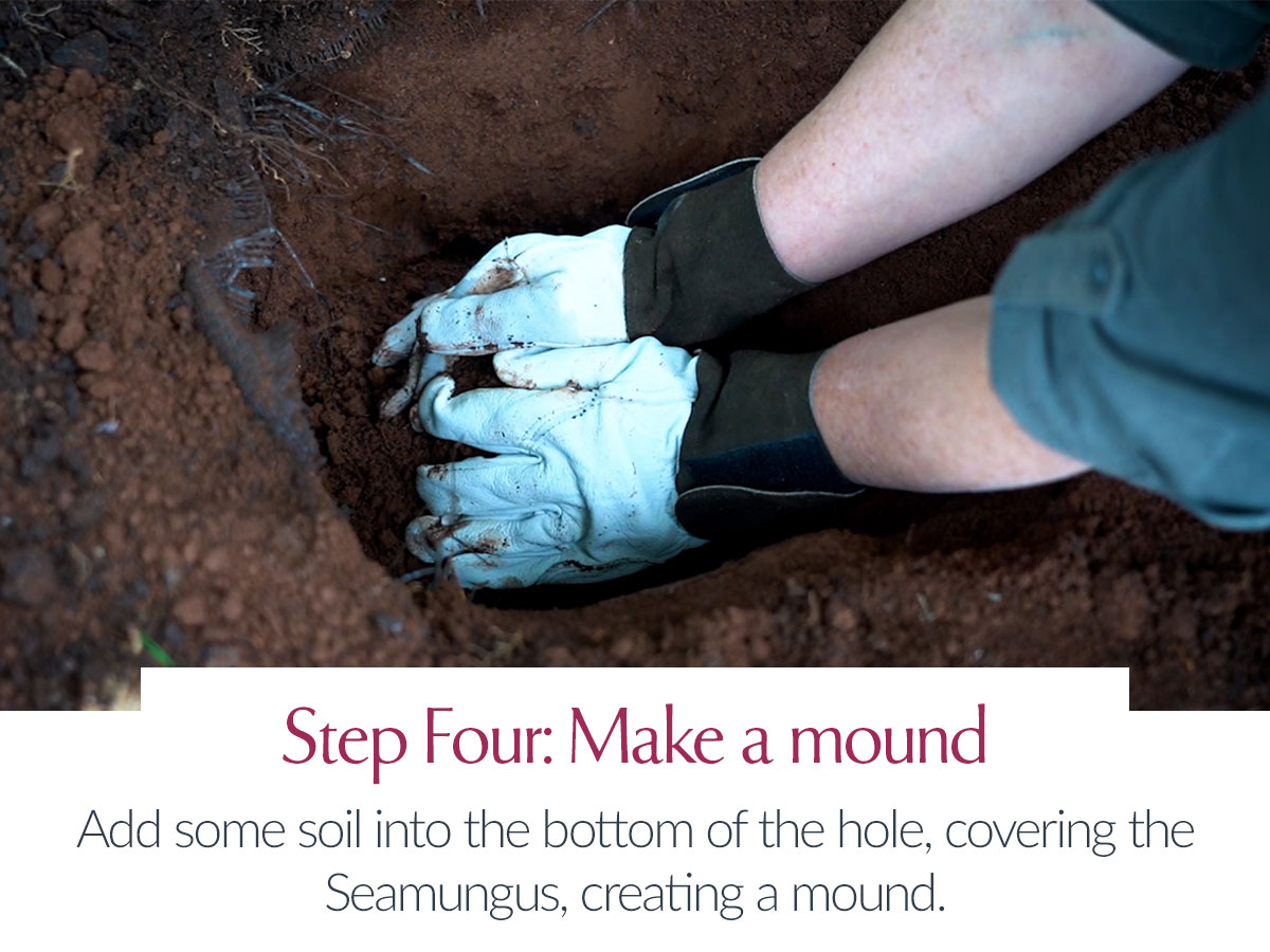 Planting A Bare Root Bush Rose