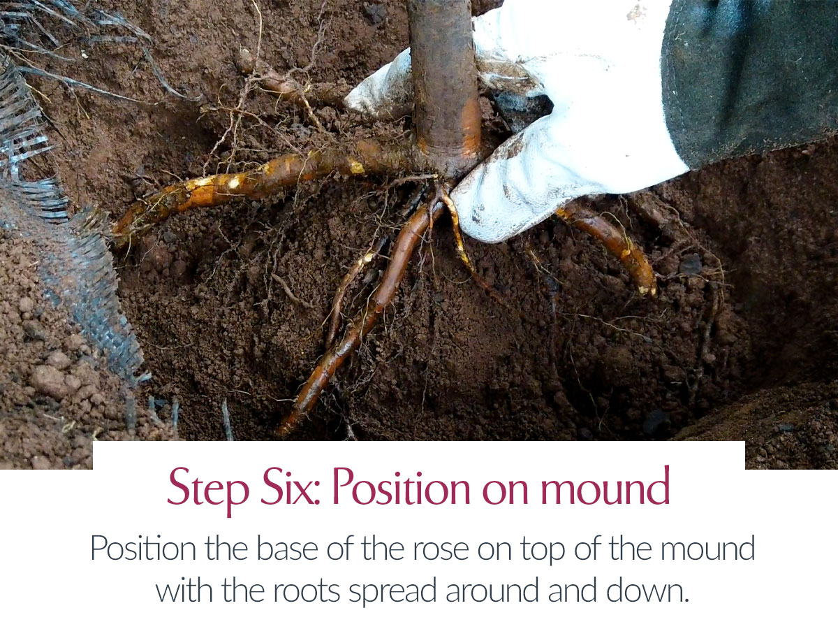 Planting A Bare Root Bush Rose