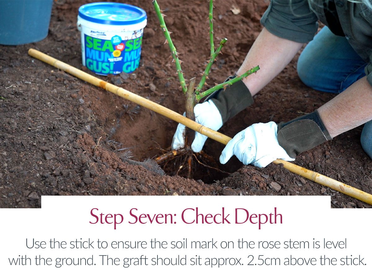 Planting A Bare Root Bush Rose