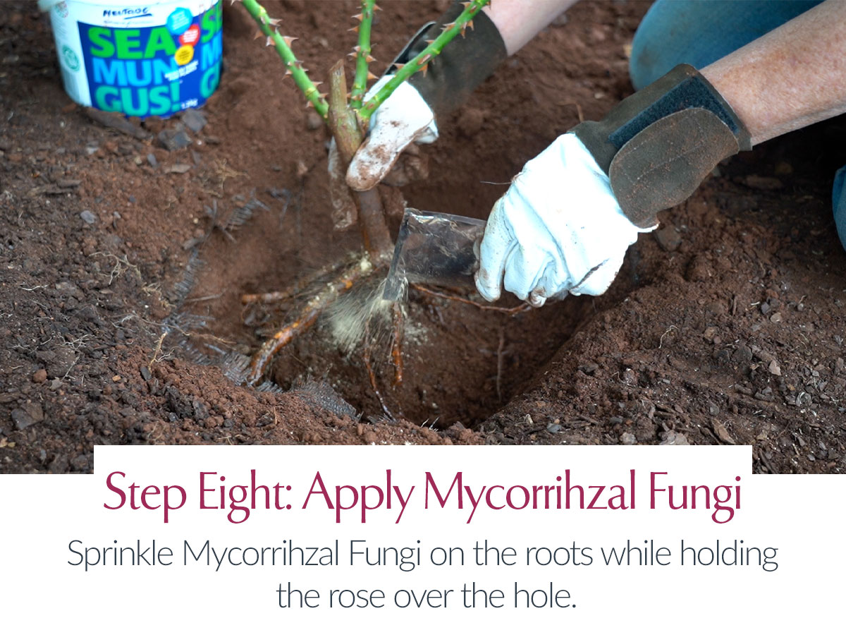 Planting A Bare Root Bush Rose
