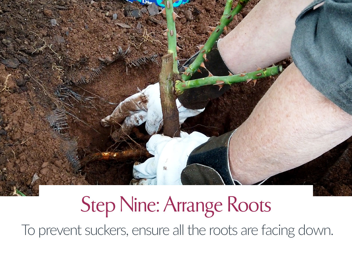 Planting A Bare Root Bush Rose