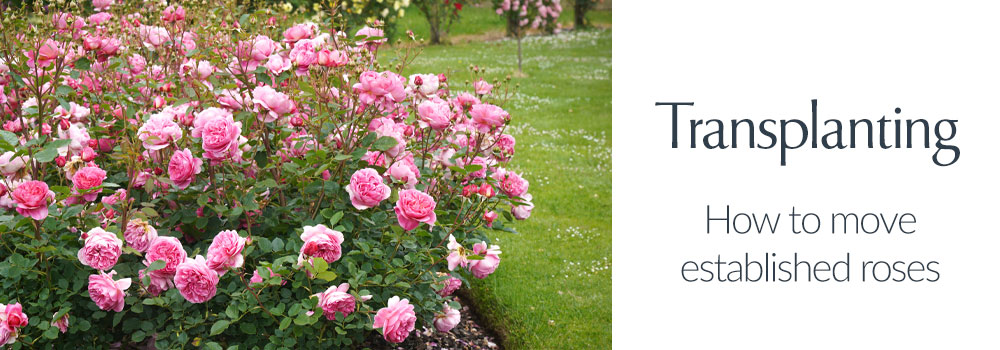 General Rose Care and Advice