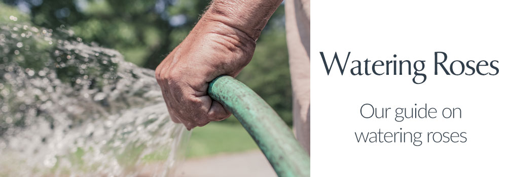 General Rose Care and Advice