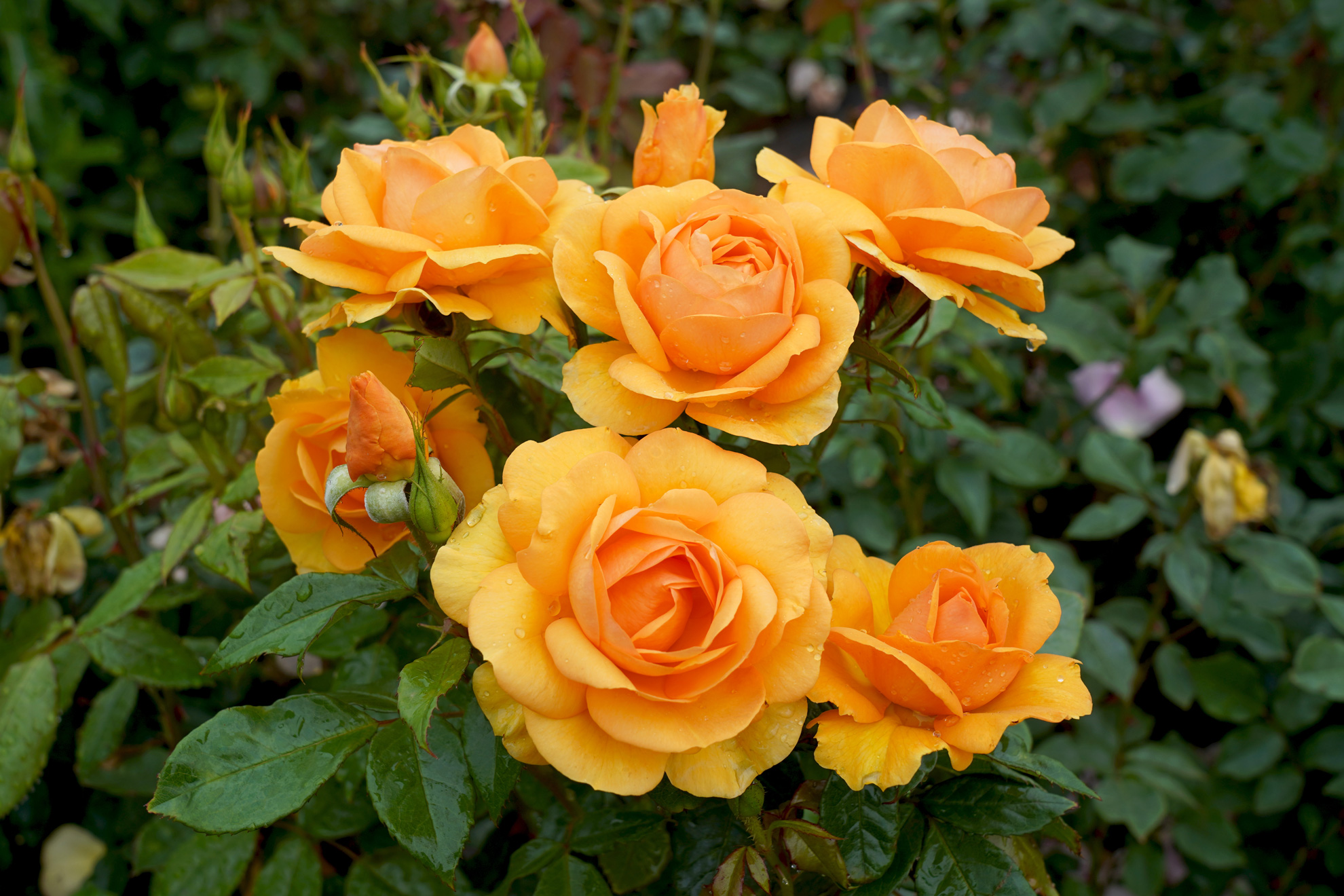 Treloar Roses - Australia's Largest Rose Production Nursery