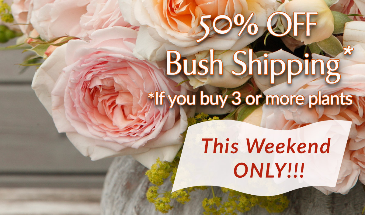 Treloar Roses - Australia's Largest Rose Production Nursery