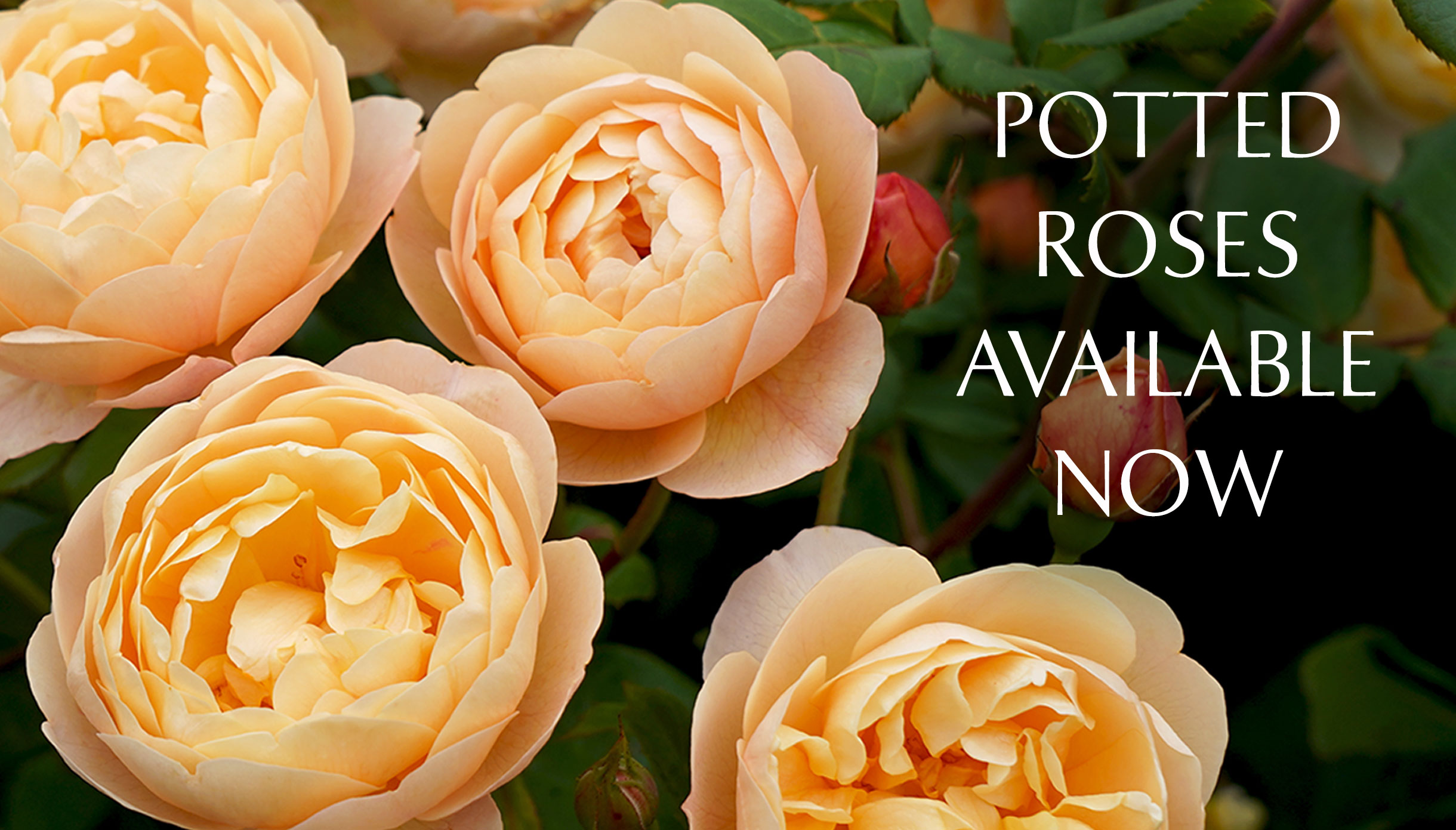 Treloar Roses - Australia's Largest Rose Production Nursery