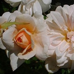 Heritage Old Fashioned Roses